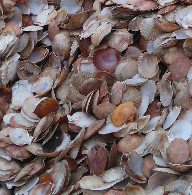 Les coquilles - Cyclad